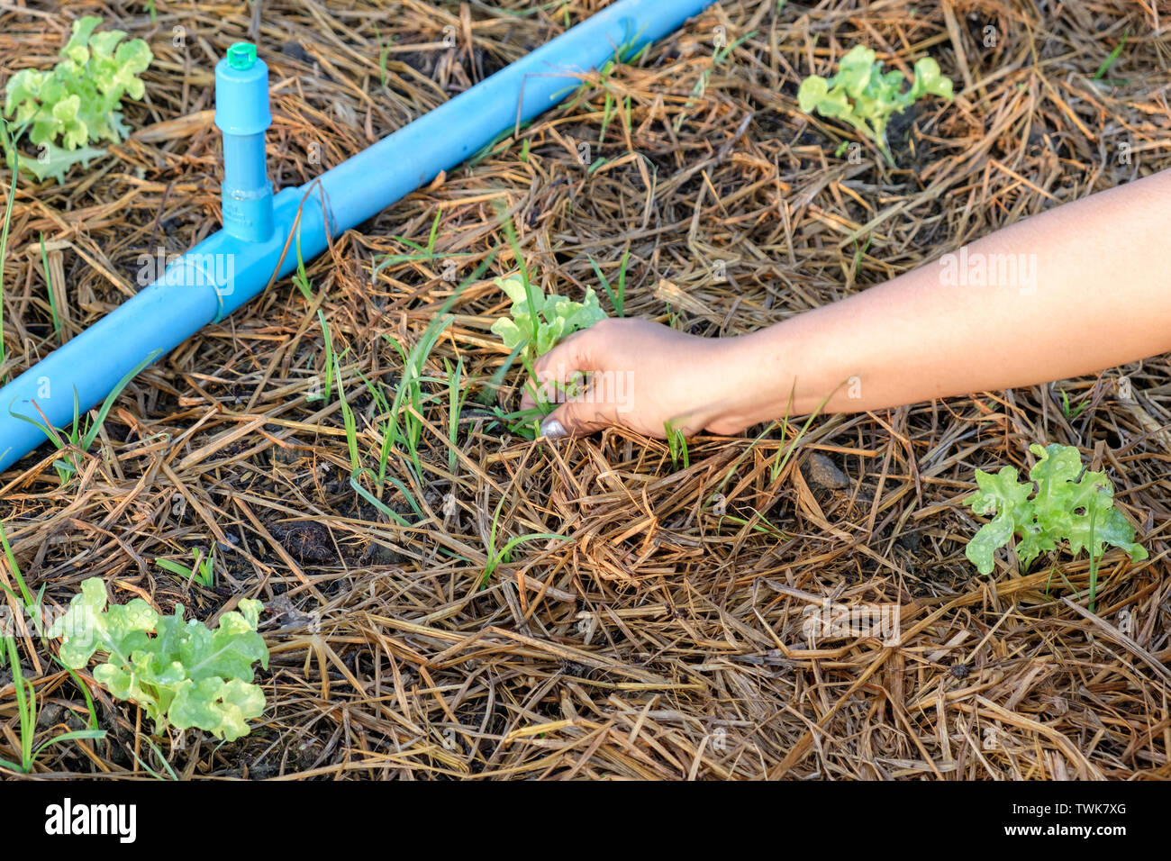 Women hand pull out weed on organic green oak garden Stock Photo - Alamy
