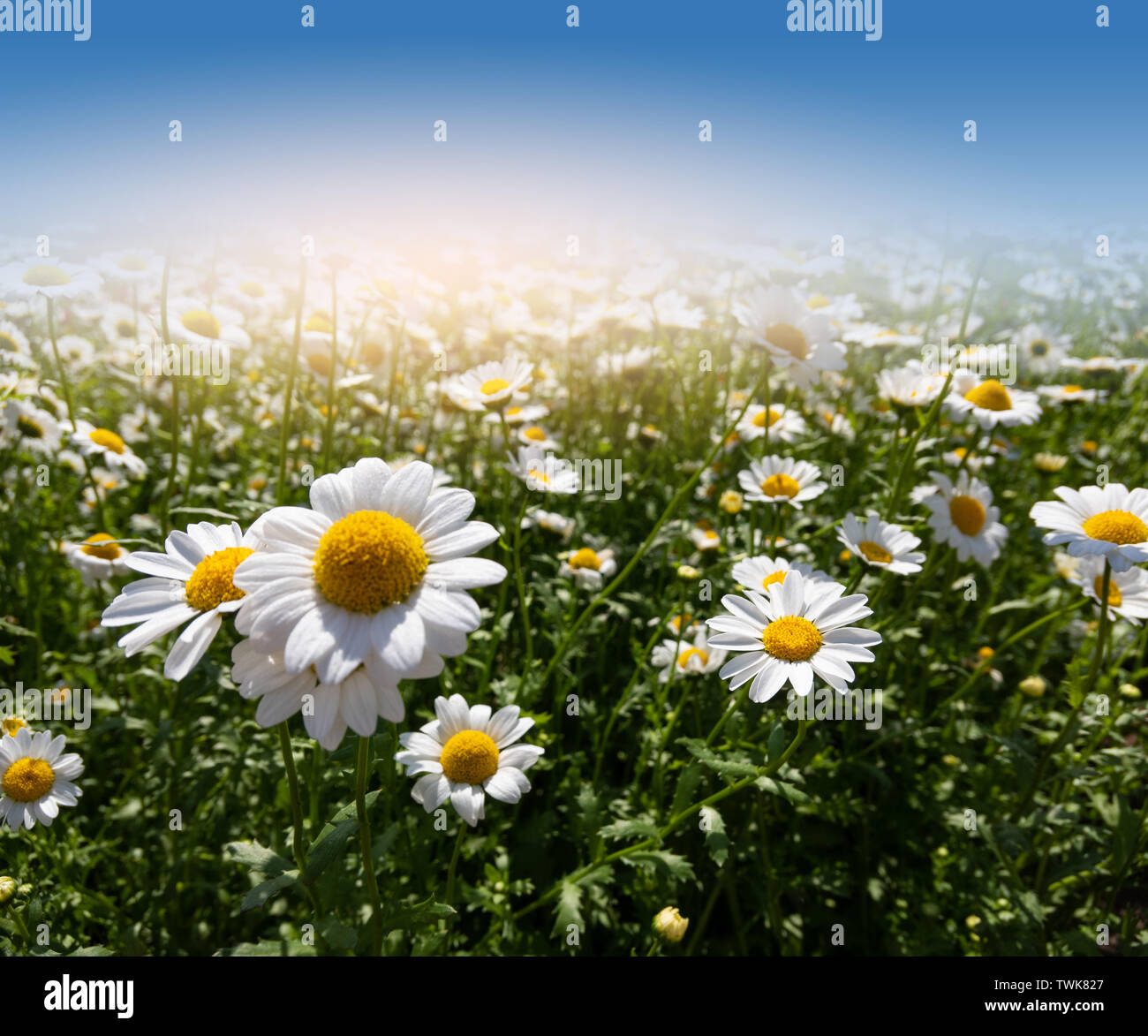 Field of daisy flowers Stock Photo - Alamy