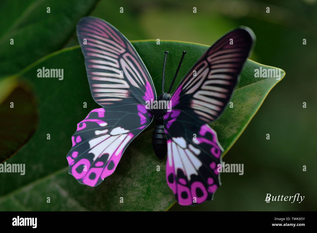 Scaly winged species hi-res stock photography and images - Alamy