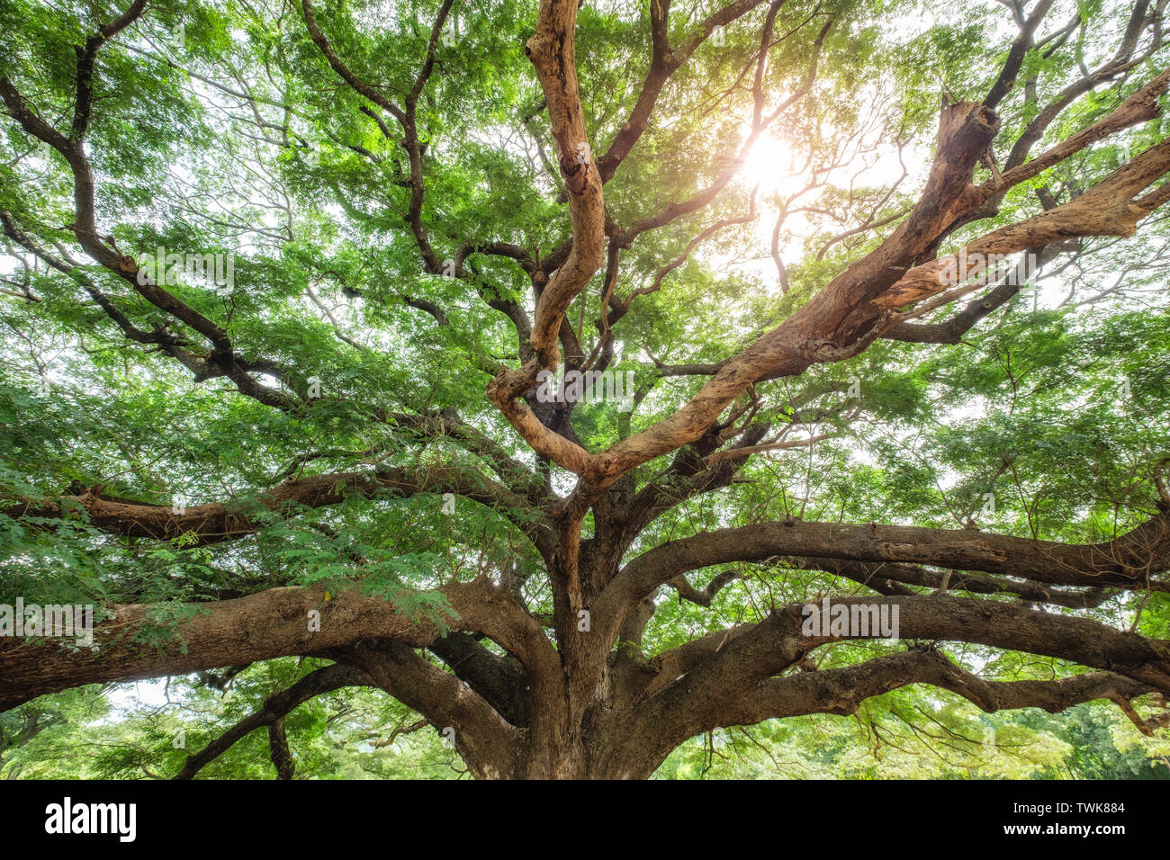 Giant Tree Kanchanaburi High Resolution Stock Photography and Images ...
