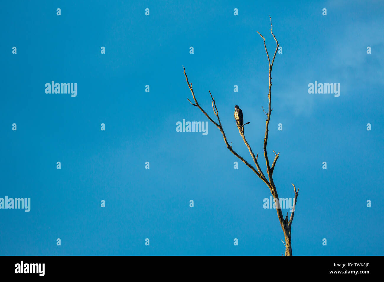 Crowned Eagle, African Crowned Eagle or the Crowned Hawk-Eagle ...