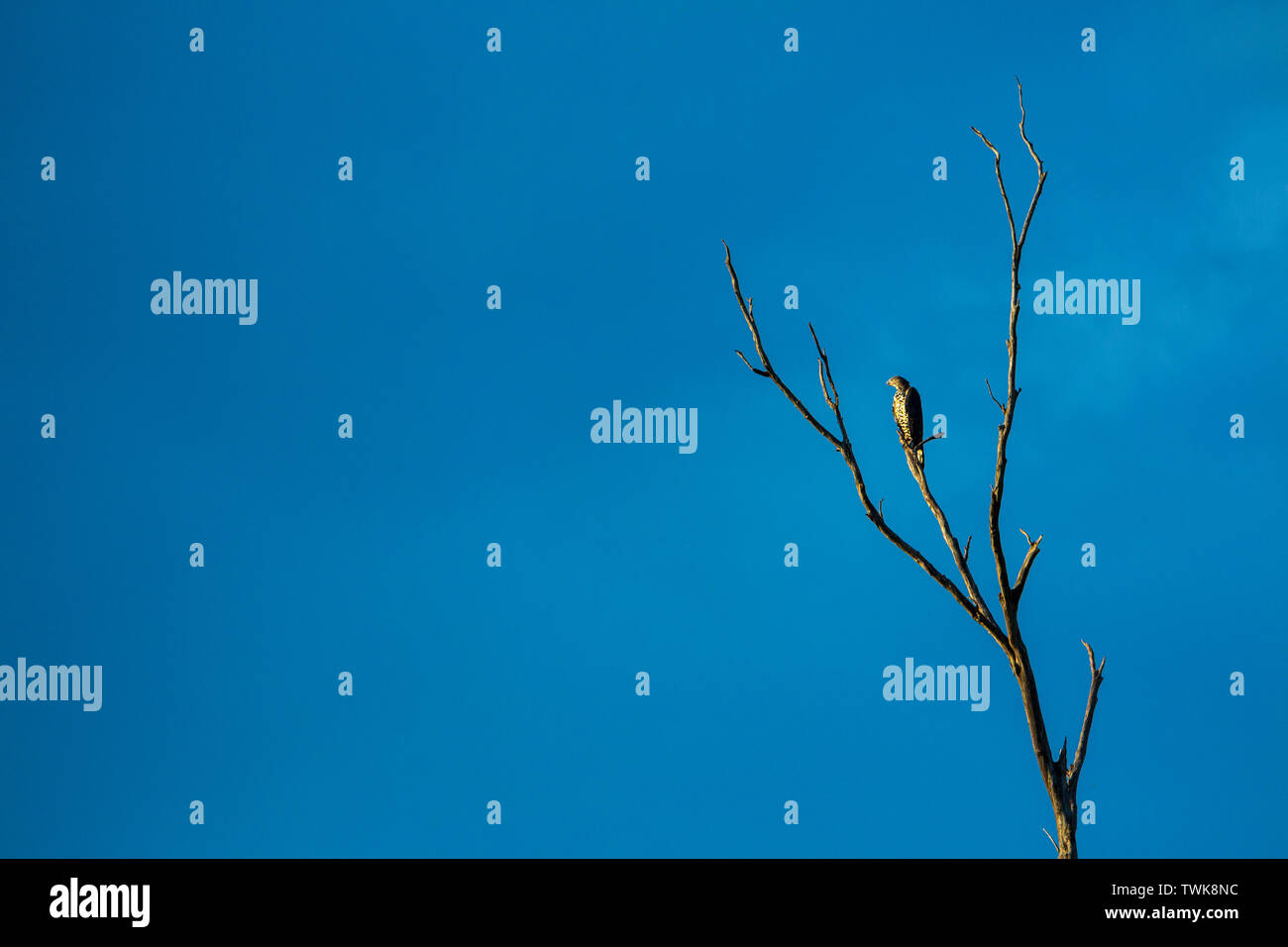 Crowned Eagle, African Crowned Eagle or the Crowned Hawk-Eagle ...