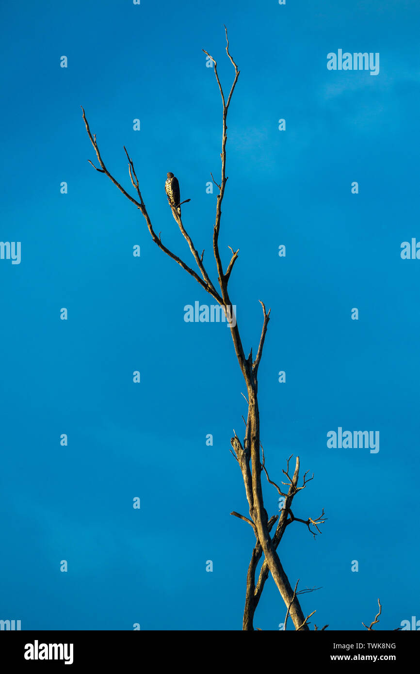 Crowned Eagle, African Crowned Eagle or the Crowned Hawk-Eagle ...