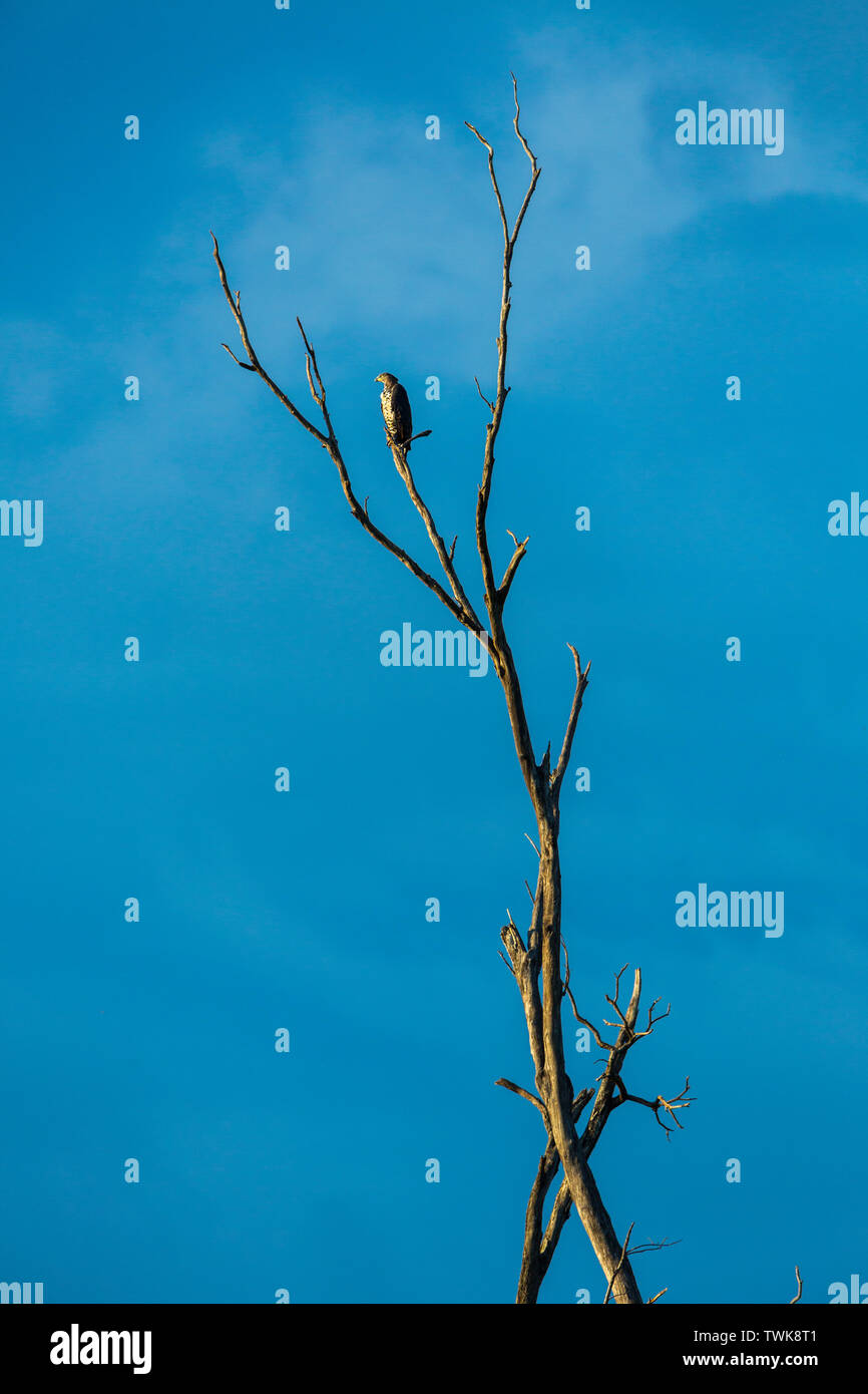 Crowned Eagle, African Crowned Eagle or the Crowned Hawk-Eagle ...