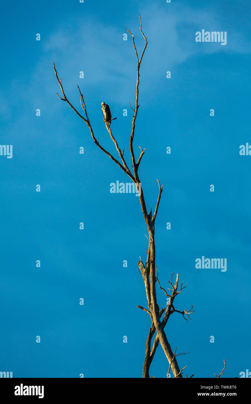 Crowned Eagle, African Crowned Eagle or the Crowned Hawk-Eagle ...