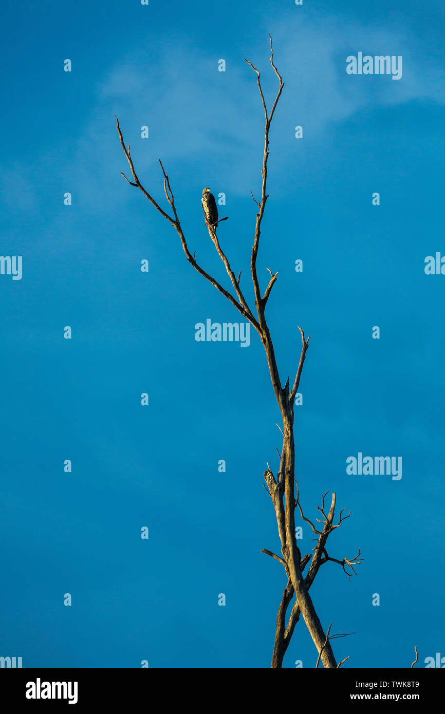 Crowned Eagle, African Crowned Eagle or the Crowned Hawk-Eagle ...