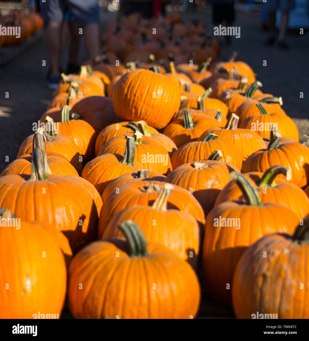 Pumpkins on display at a farm patch Stock Photo - Alamy