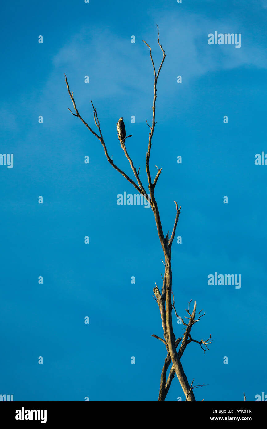 Crowned Eagle, African Crowned Eagle or the Crowned Hawk-Eagle ...