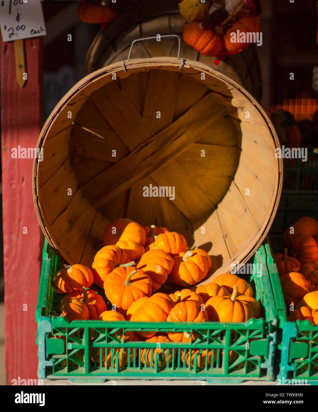 Pumpkins on display at a farm patch Stock Photo - Alamy
