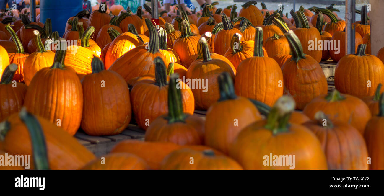 Pumpkins on display at a farm patch Stock Photo - Alamy