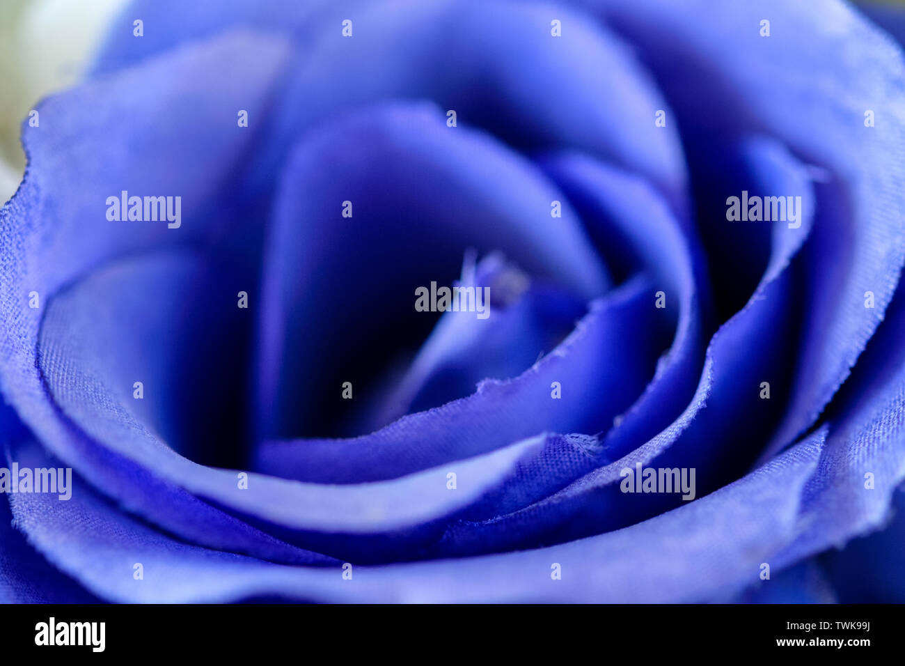 Close-up beautiful blue rose petal Stock Photo - Alamy