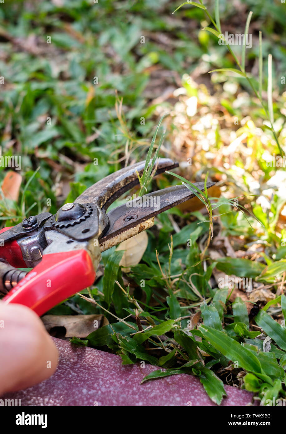 Gardener hand using secateurs cutting grass lawn Stock Photo - Alamy