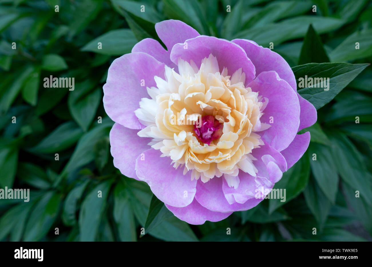 Single peony hi-res stock photography and images - Alamy