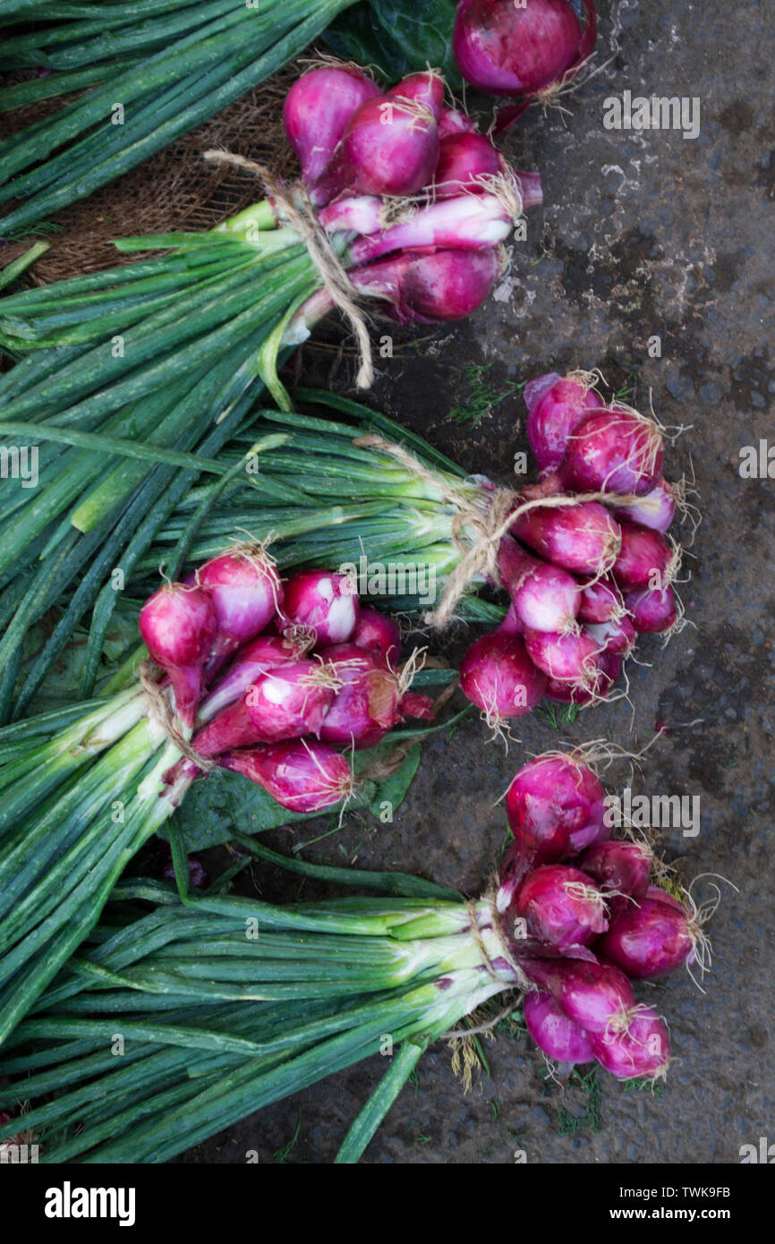 Bunches of spring onion, Allium fistulosum Stock Photo - Alamy
