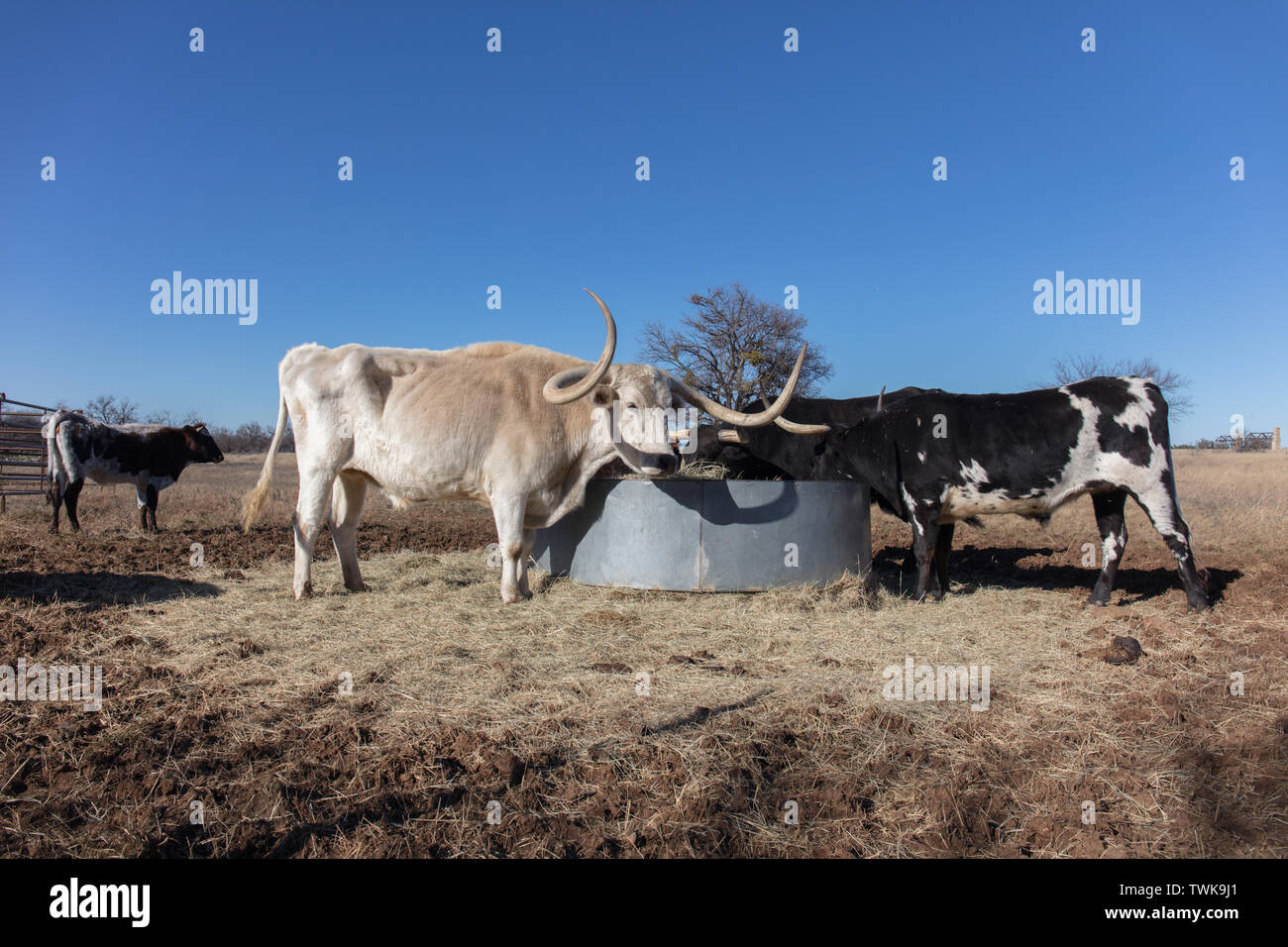 Dairy Farm, Texas, USA Stock Photo - Alamy