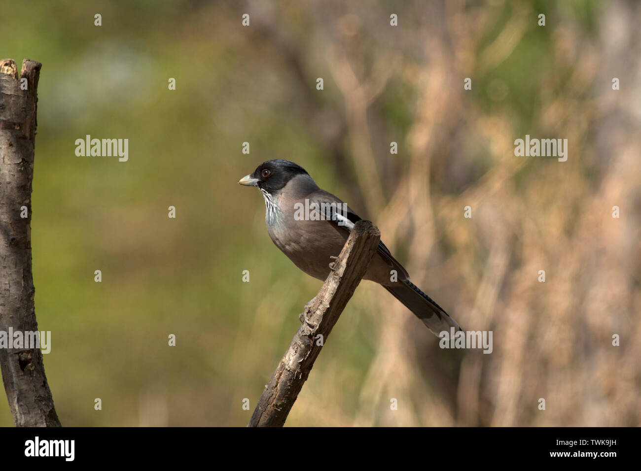 Black headed jay, Garrulus lanceolatus, Pangot, Uttarakhand, India Stock Photo - Alamy