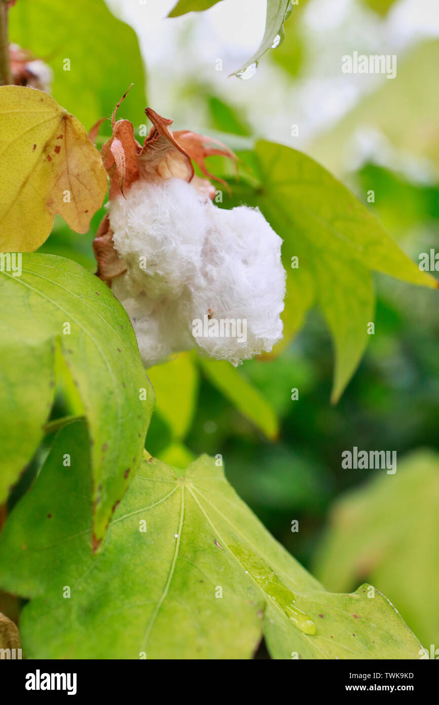 Gossypium High Resolution Stock Photography and Images - Alamy