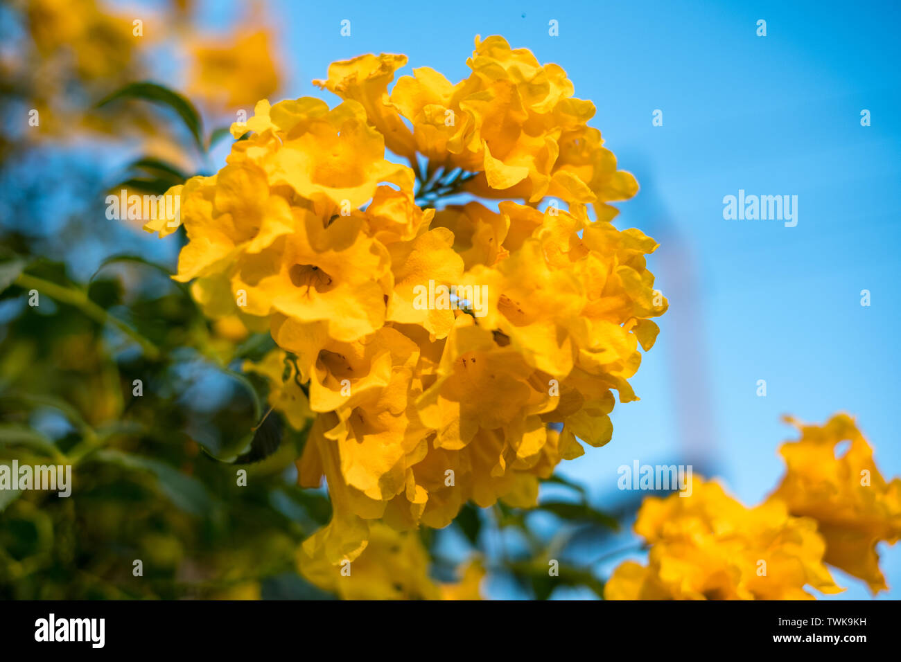 Yellow bell, Yellow elder, Trumpet Bush tree bouquet leaves Stock Photo ...