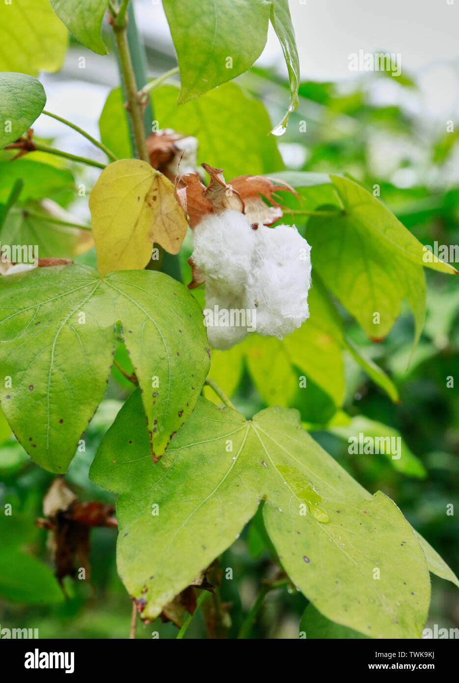 Gossypium High Resolution Stock Photography and Images - Alamy