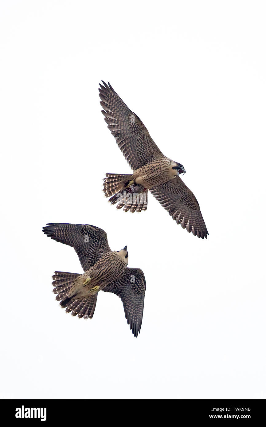 Falcon flapping wings Cut Out Stock Images & Pictures - Alamy
