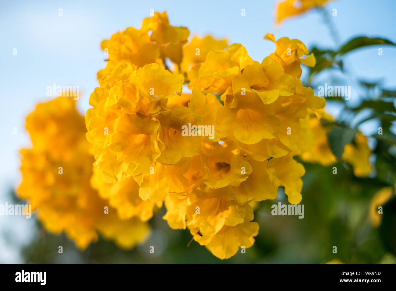 Yellow bell, Yellow elder, Trumpet Bush tree bouquet leaves Stock Photo ...