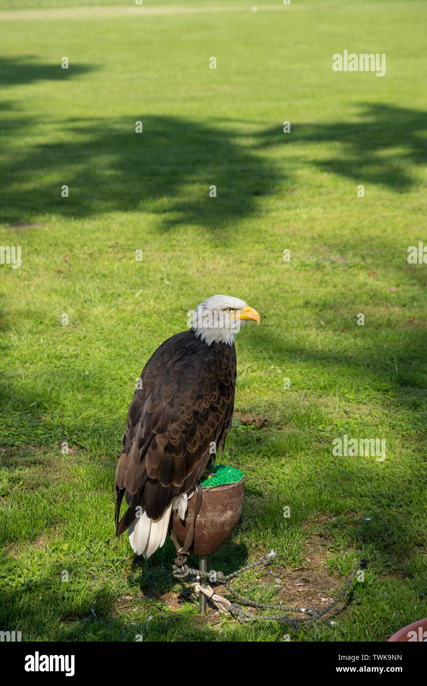 Bald eagle food bird hi-res stock photography and images - Alamy