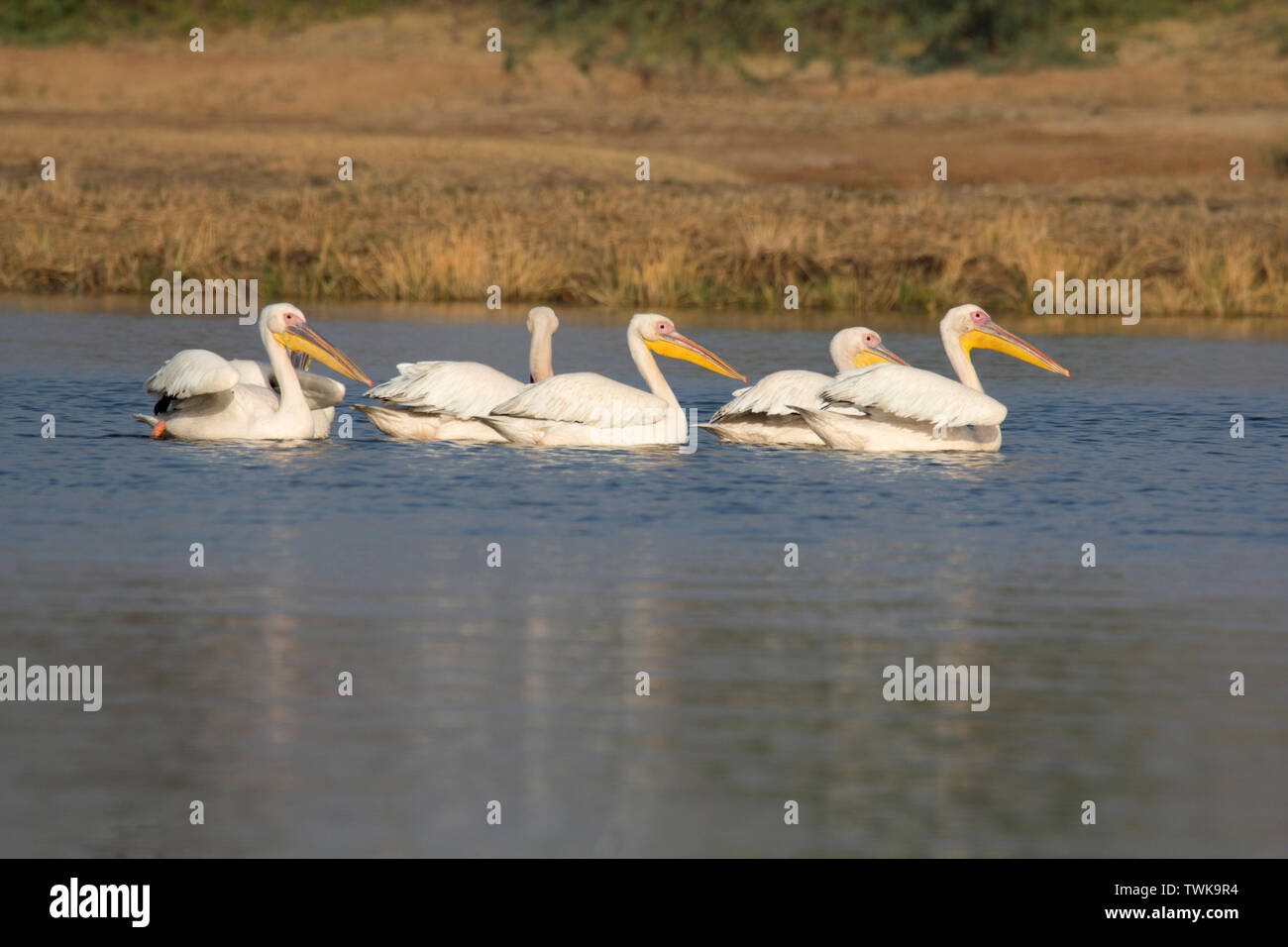 Animals of gujarat animals of kutch animals hi-res stock photography ...