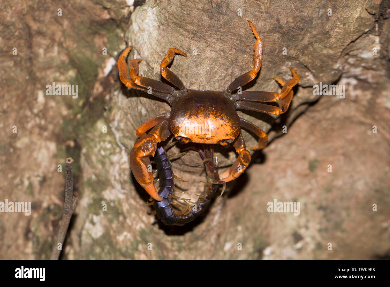 Ghatiana botti, freshwater crab, Malvan, Maharashtra, India Stock Photo - Alamy