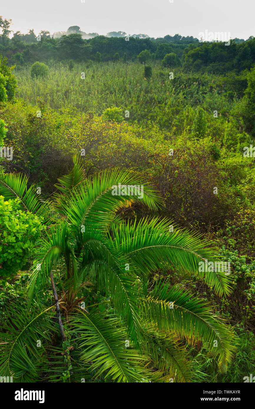 Kasanka National Park, Serenje, Zambia, Africa Stock Photo - Alamy