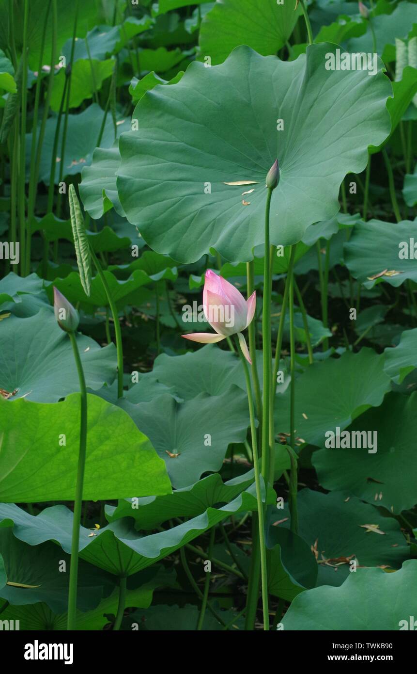 Lotus, Xia Ho, Lotus, Photography Stock Photo - Alamy