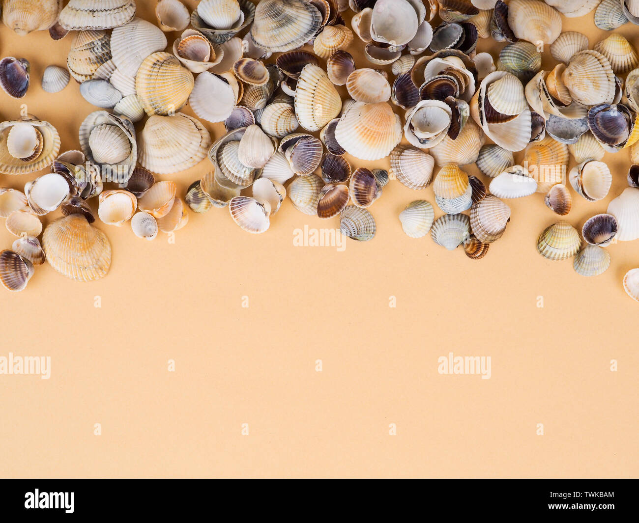 Seashells on sand. Sea summer vacation background with space for the ...
