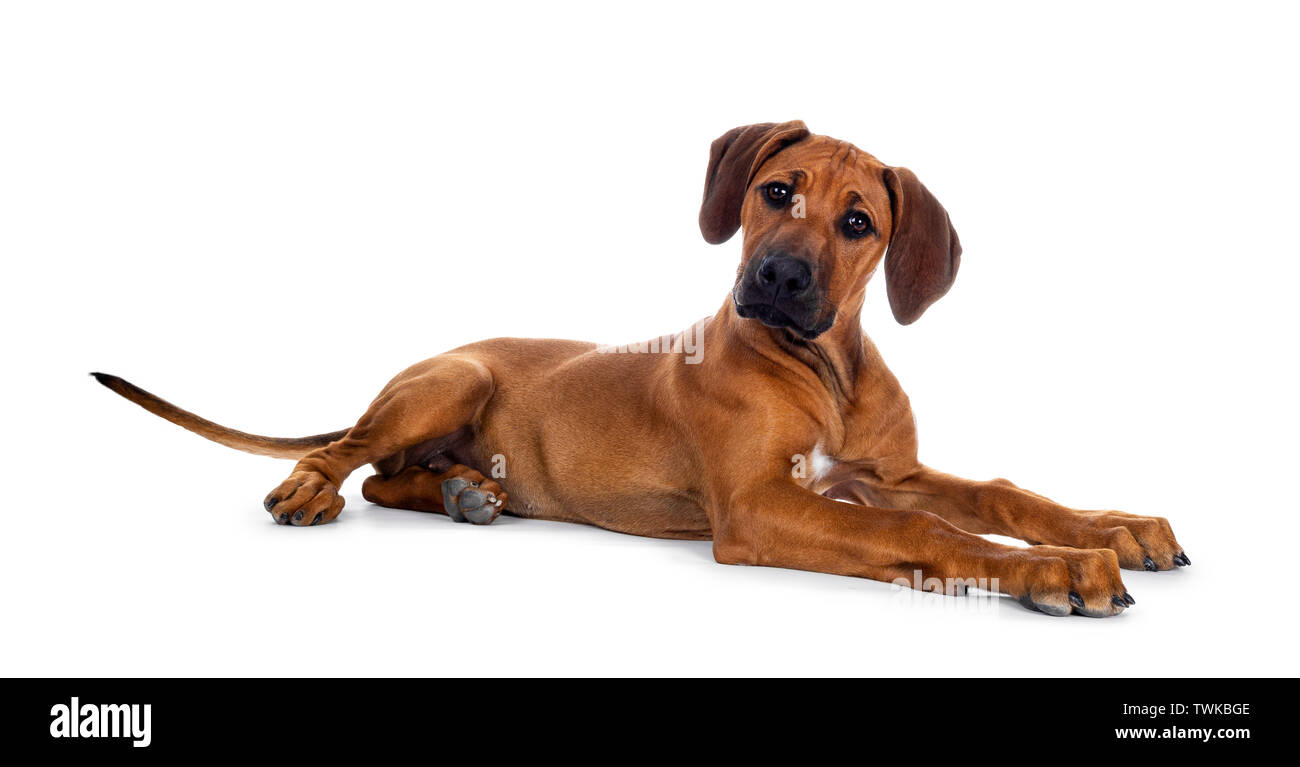 Cute wheaten Rhodesian Ridgeback puppy dog with dark muzzle, laying ...