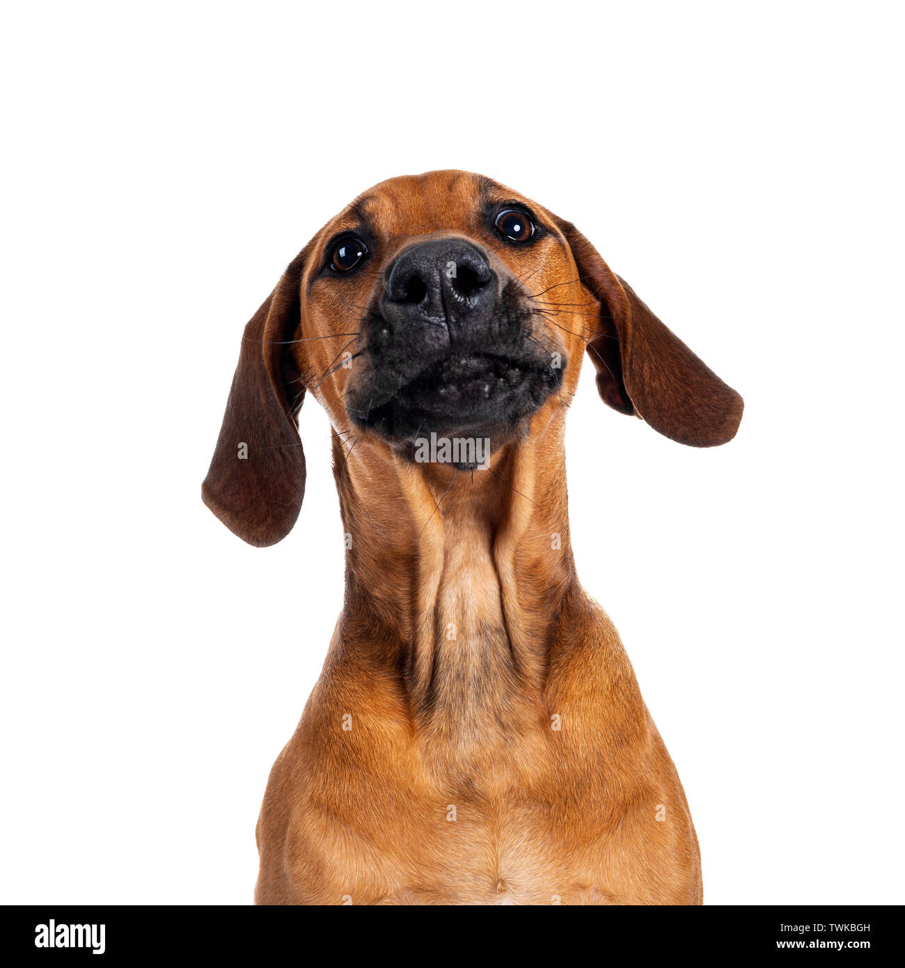 Funny head shot of wheaten Rhodesian Ridgeback puppy dog with dark ...