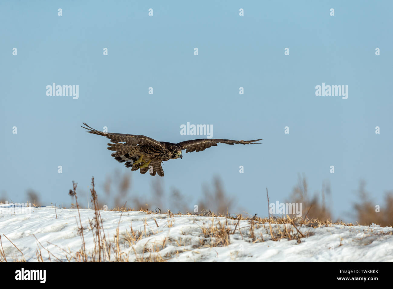 Peregrine falcons flying in the sun and snow Stock Photo - Alamy