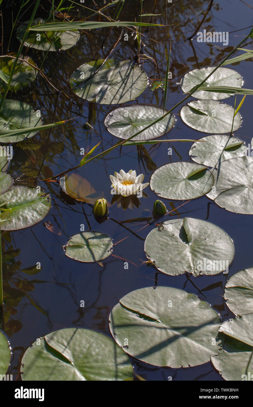 White Water-Lily (Nymphaea alba). Leaves float on the water surface ...