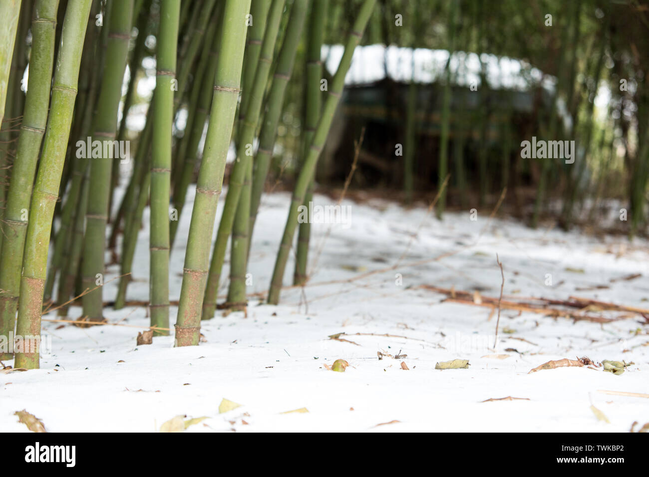 Snow in the bamboo forest (Photographer: Image of Yiming Stock Photo ...