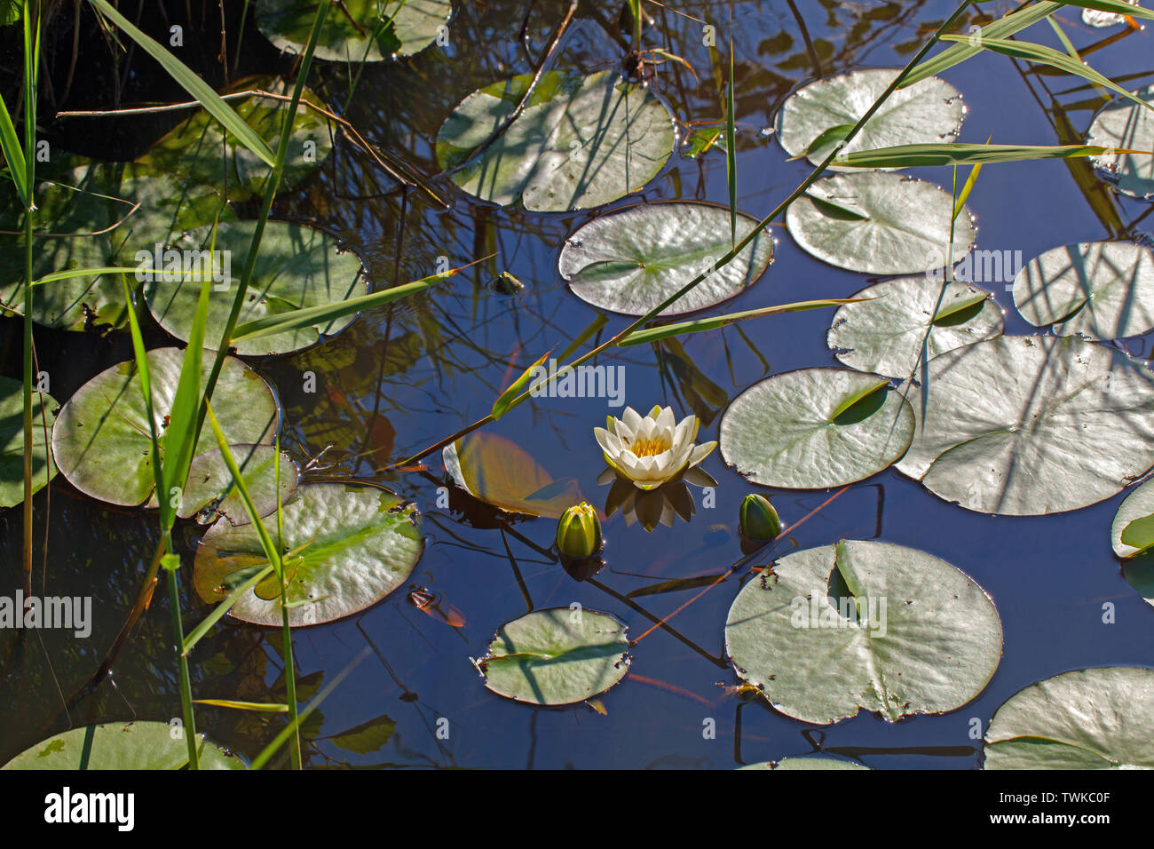 White Water-Lily (Nymphaea alba). None flowering, with leaves floating ...