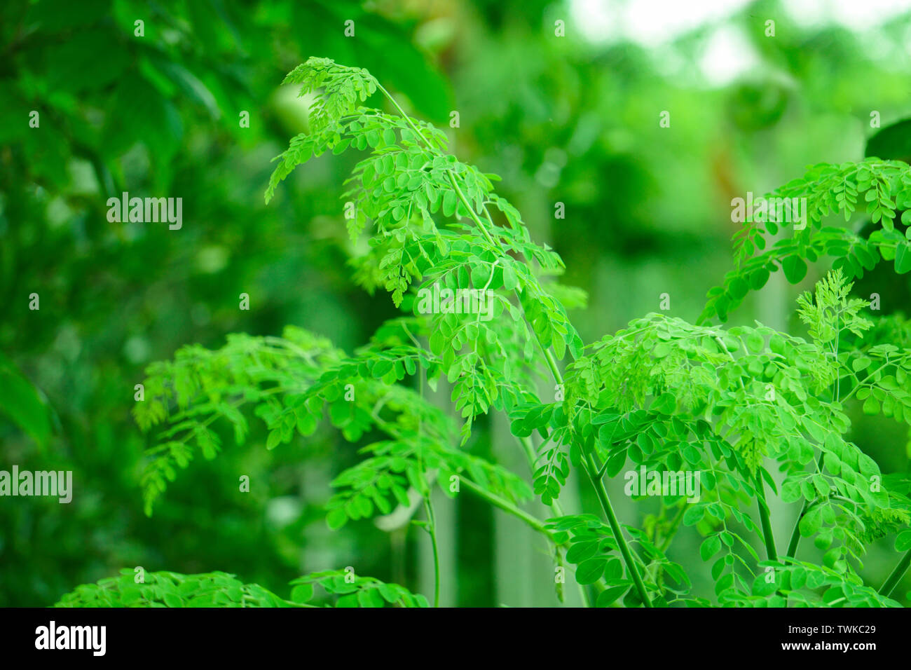 Moringa, leaves (Moringa oleifera Lamk Stock Photo - Alamy