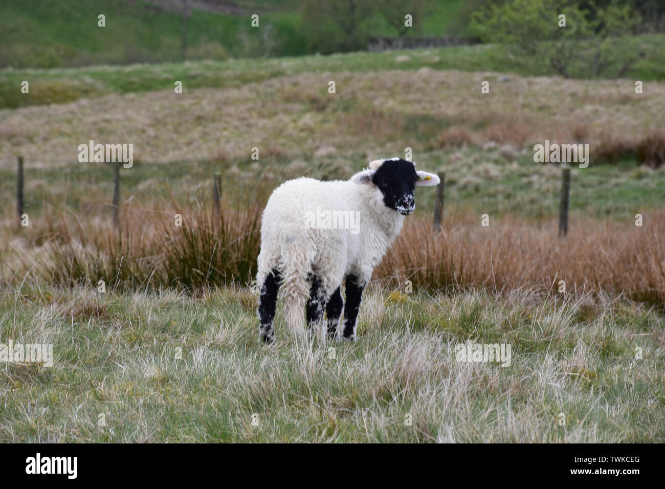 Very cute black faced swaledale lamb on the moors Stock Photo - Alamy