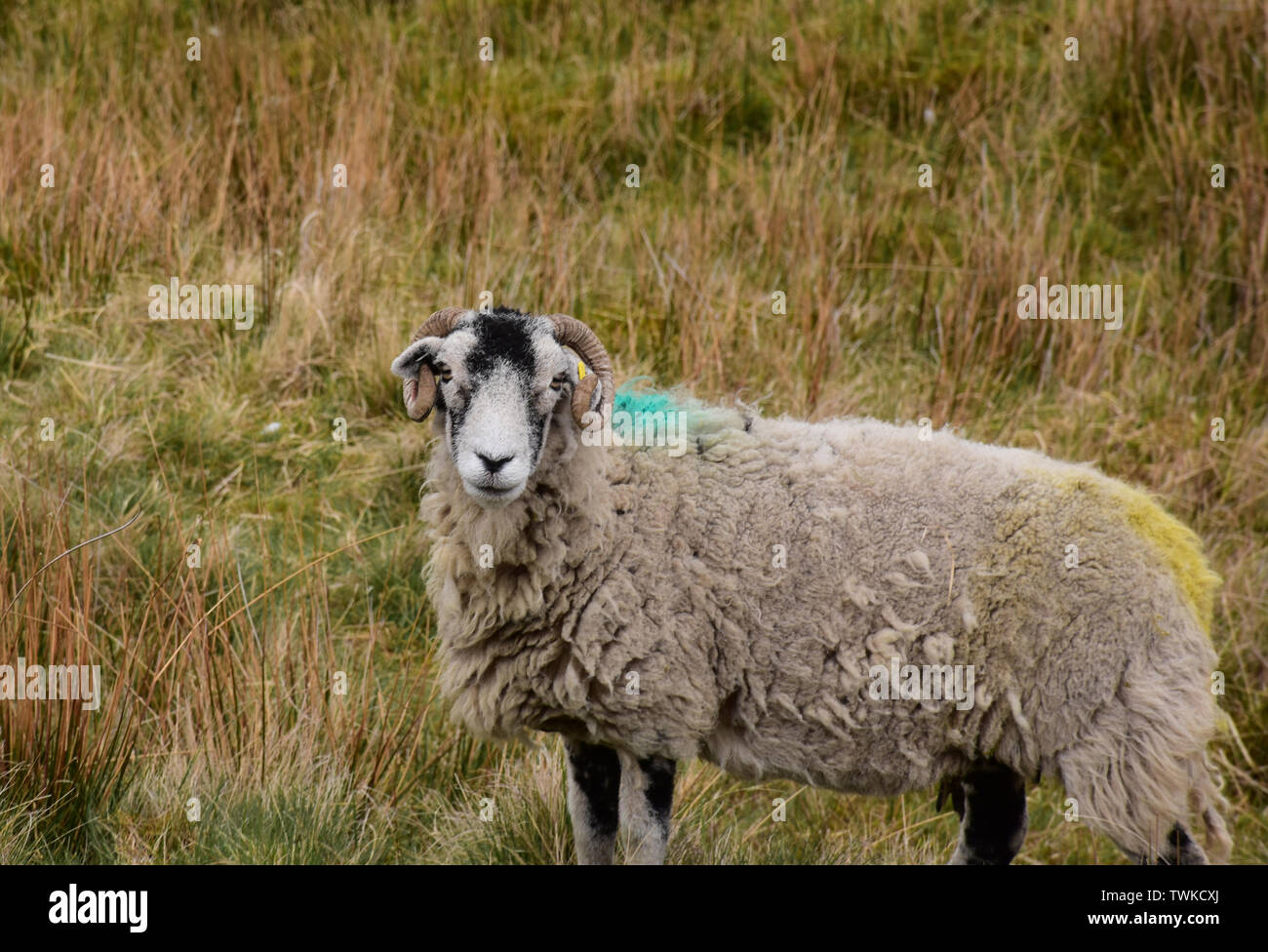 Swaledale ram in the yorkshire dales hi-res stock photography and ...