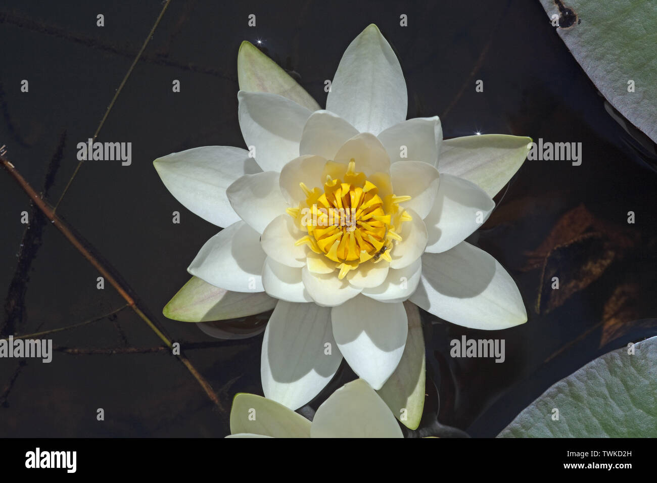 White Waterlily (Nymphaea alba). Viewed from above. Close up. Calthorpe ...