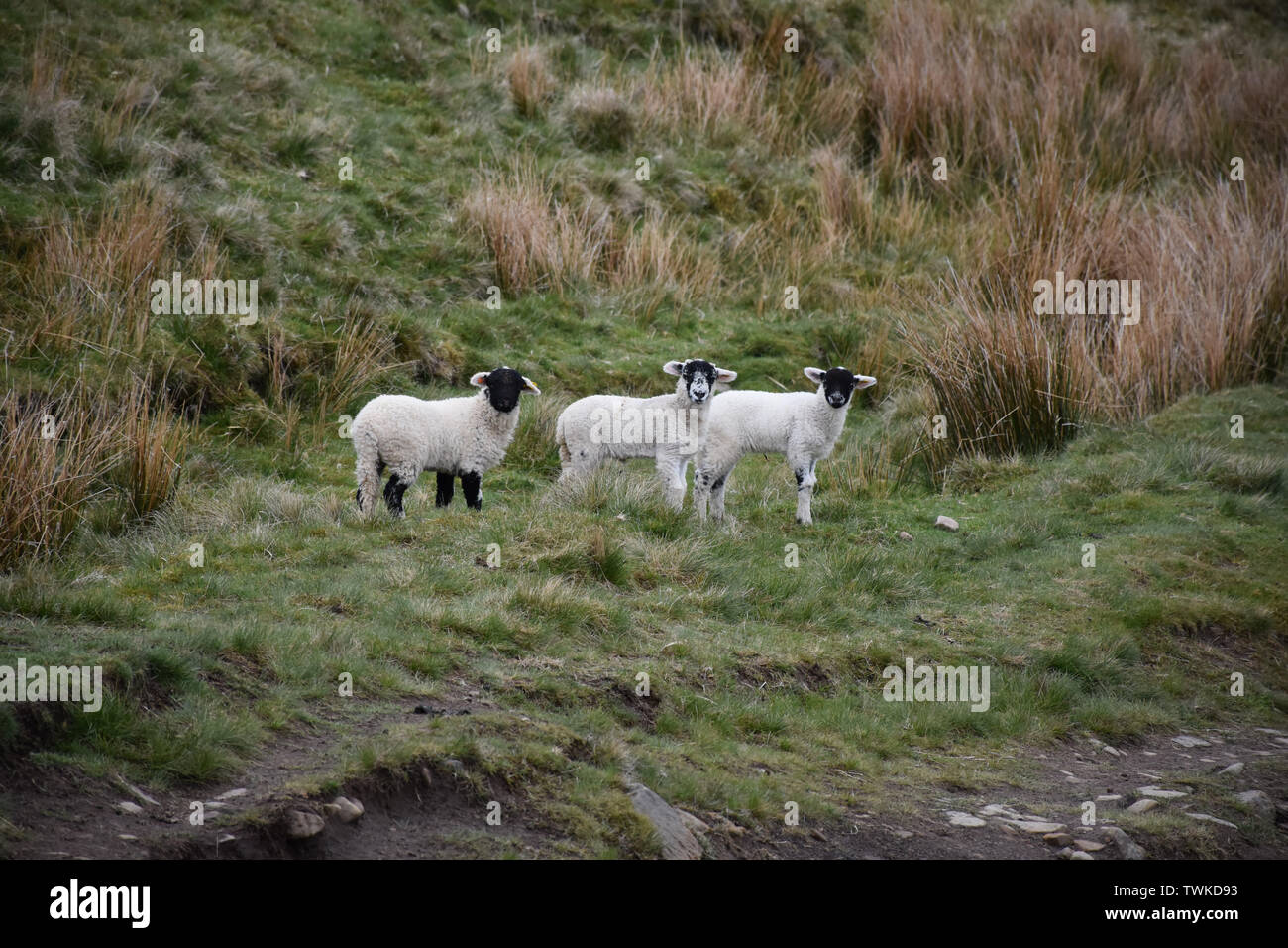 Cute group of three lambs in the Yorkshire Dales in Northern England ...