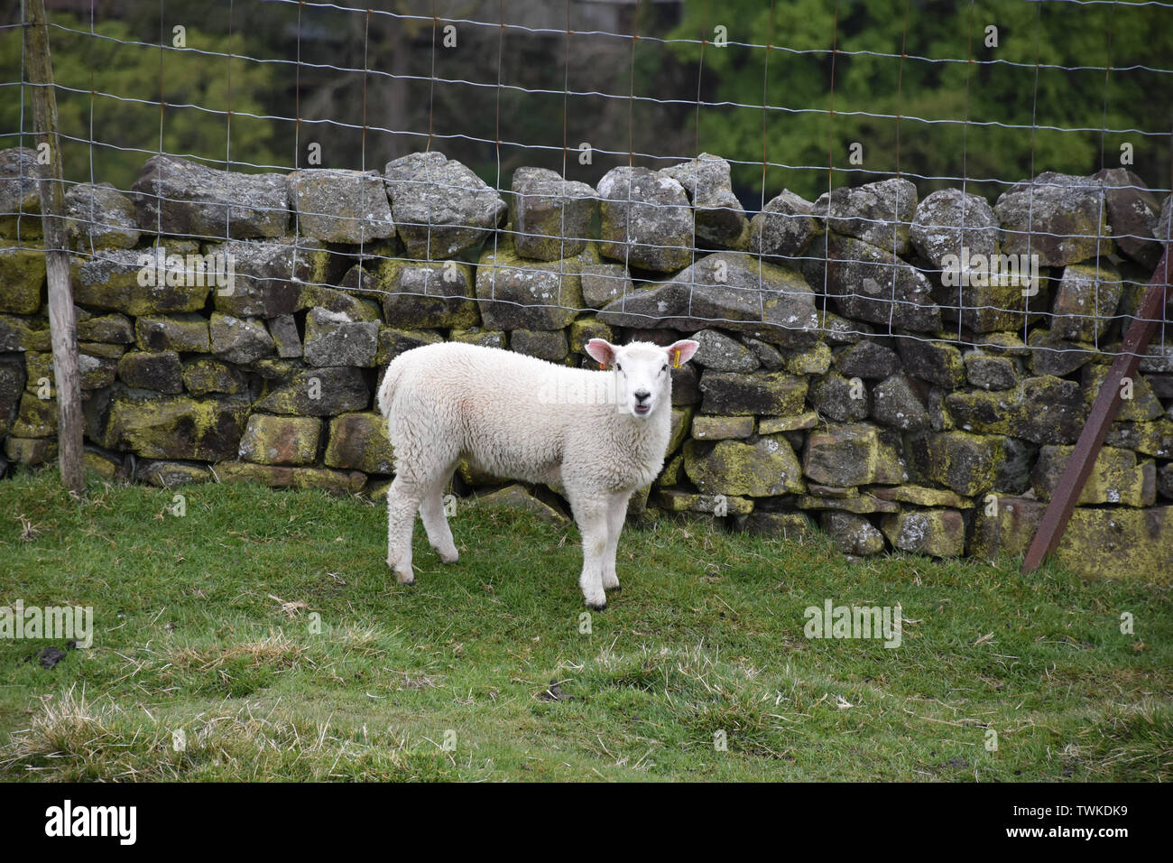 Ram Bleating High Resolution Stock Photography and Images - Alamy