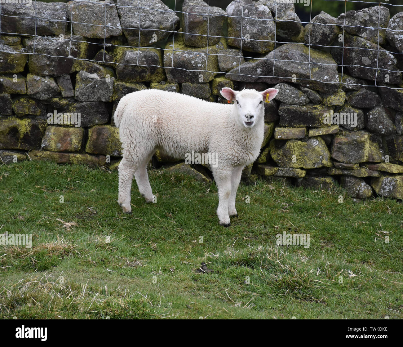 Ram Bleating High Resolution Stock Photography and Images - Alamy