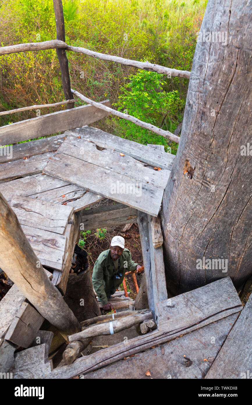 Viewing tower, Kasanka Bat migration, Kasanka National Park, Serenje ...