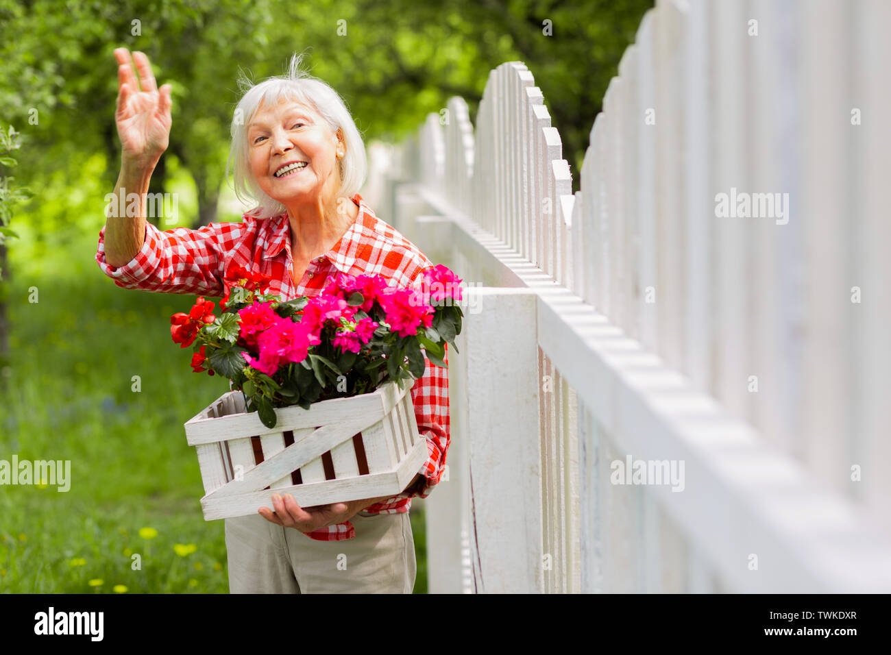 Waving to neighbor. Beaming beautiful elderly lady waving to her ...