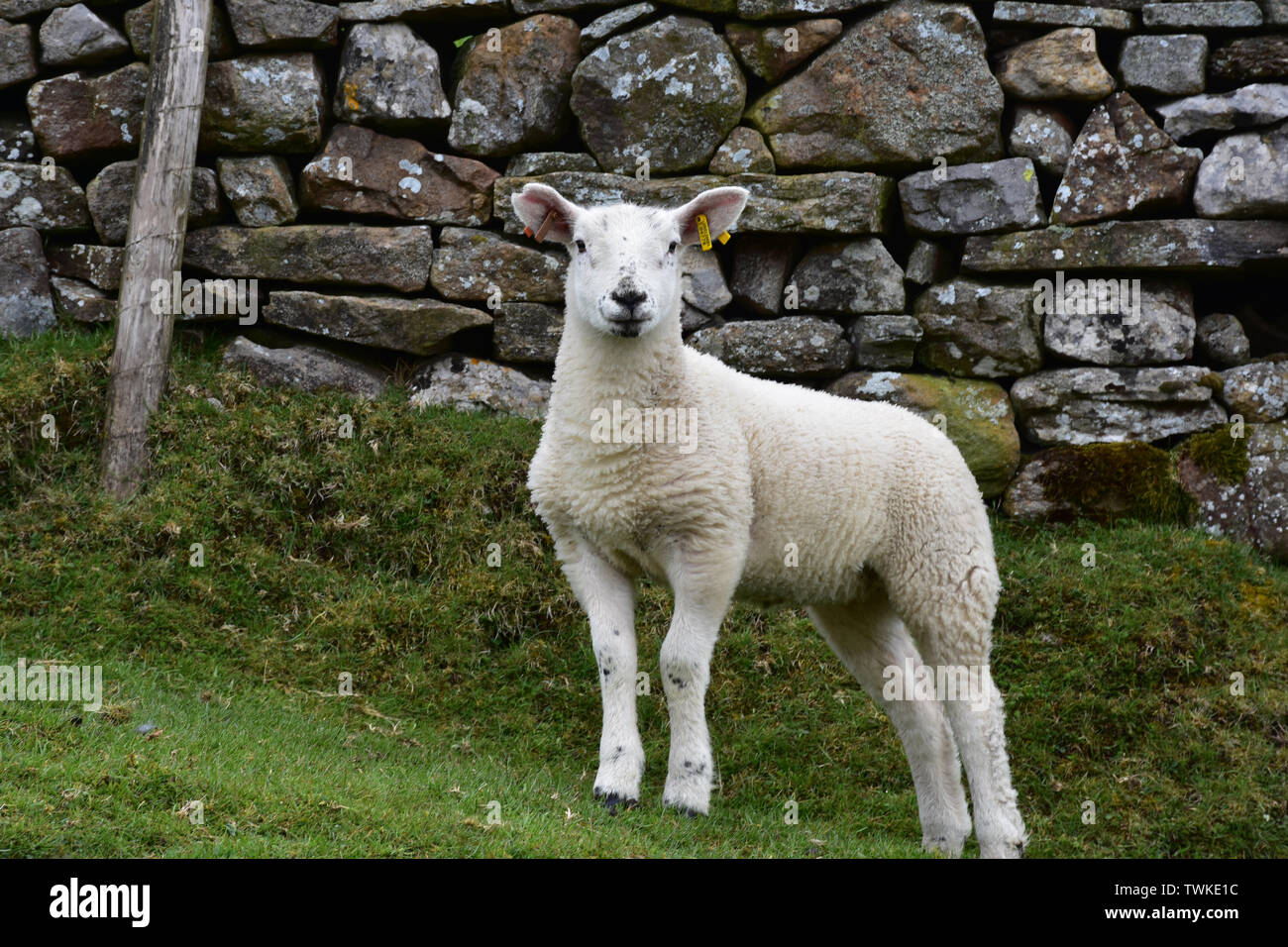 Very cute white swaledale lamb standing ina field in the Yorkshire ...