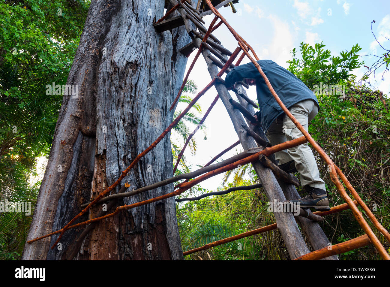 Viewing tower, Kasanka Bat migration, Kasanka National Park, Serenje ...