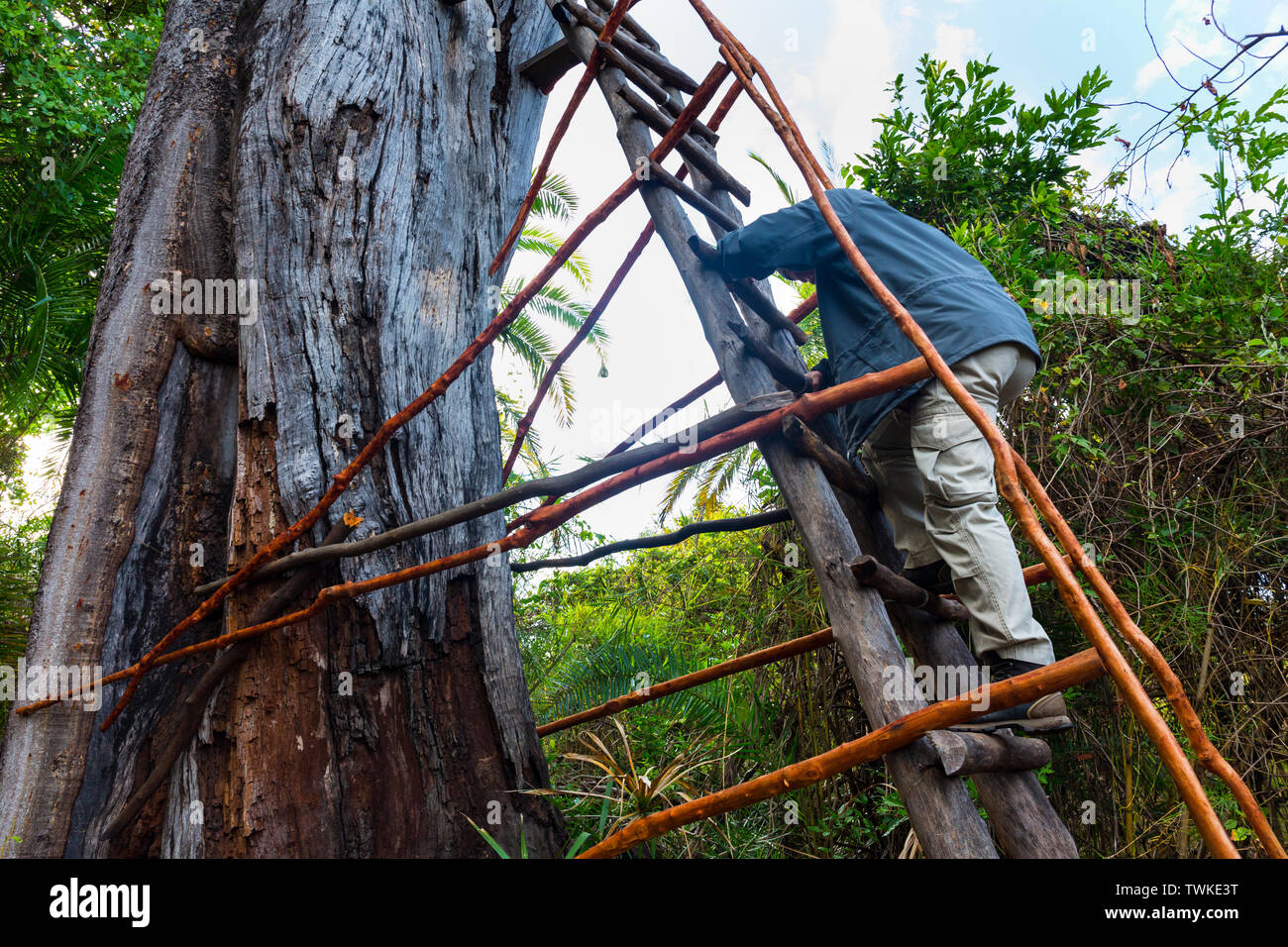 Viewing tower, Kasanka Bat migration, Kasanka National Park, Serenje ...