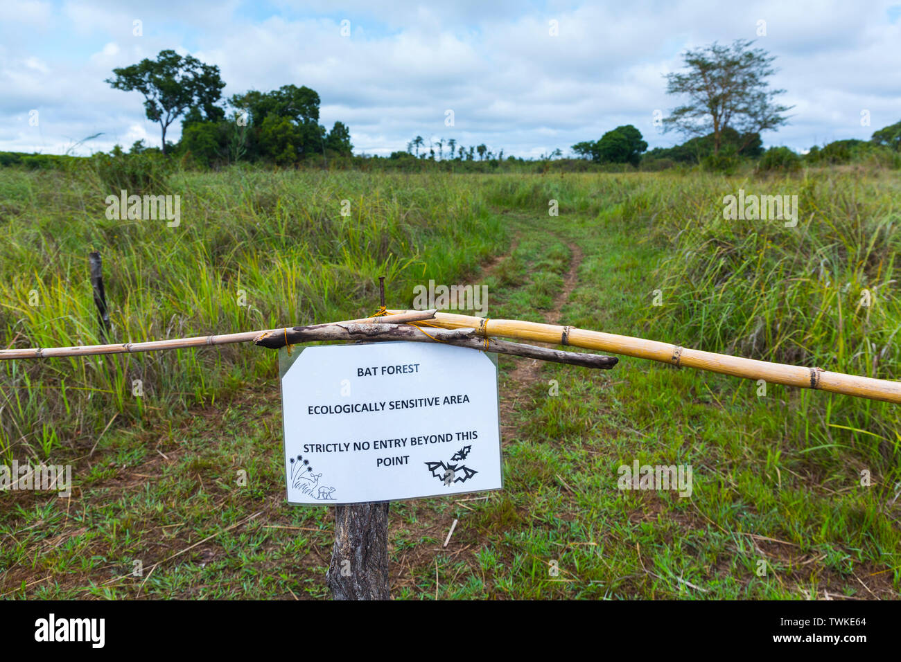Kasanka Bat migration, Kasanka National Park, Serenje, Zambia, Africa ...